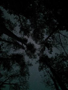 Our luxury treehouse weekend in Machynlleth, Wales - Chimptrips