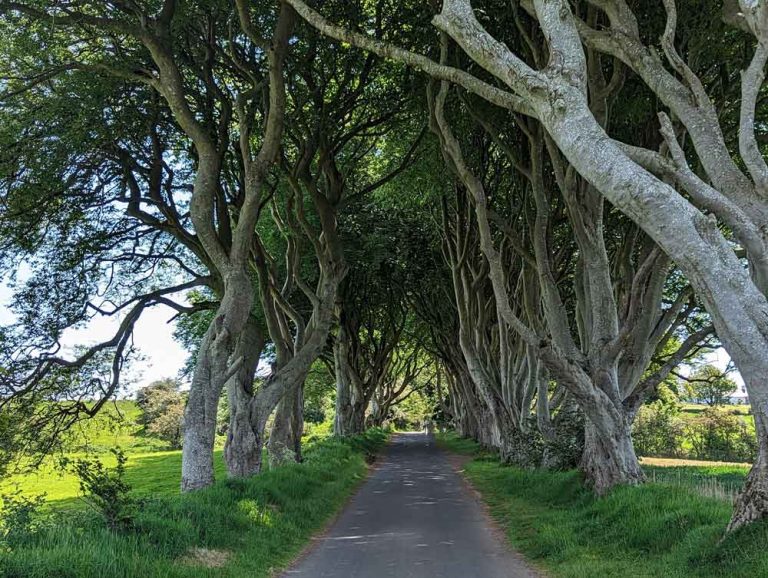 A visit to the Dark Hedges, Ballymoney - Chimptrips