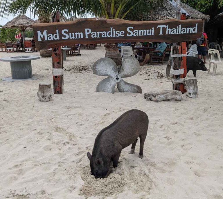 A visit to Pig Island, Koh Samui (Koh Madsum), Thailand - Chimptrips