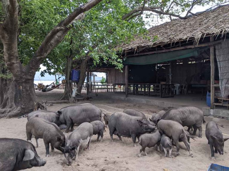 A visit to Pig Island, Koh Samui (Koh Madsum), Thailand - Chimptrips