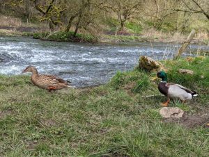 Chee Dale Stepping Stones Walk (circular), Peak District - Chimptrips
